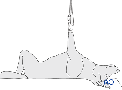 Medial approach to the dog humeral shaft