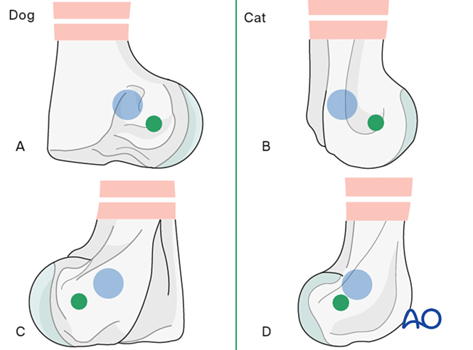 Anatomical differences in the humerus between dogs and cats