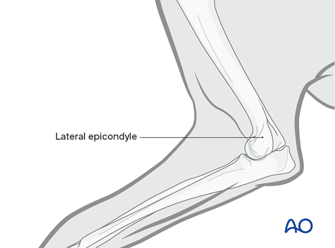 Lateral approach to the dog distal humerus