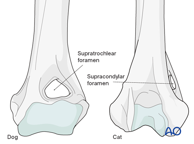 Anatomical differences between dogs and cats