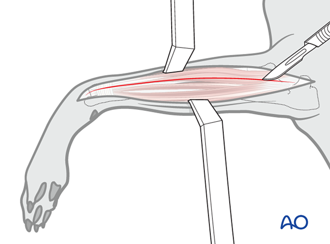 Caudolateral approach to the dog ulnar shaft