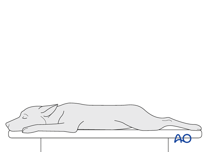 Craniomedial approach to the dog radial shaft