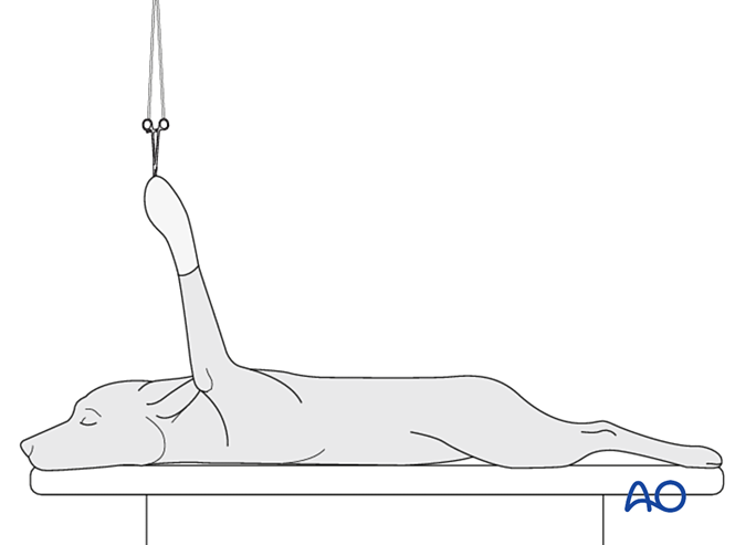 Sternal recumbency