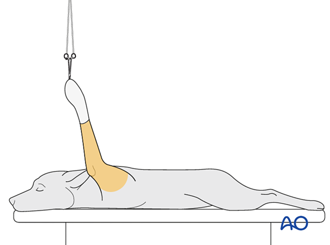 Sternal recumbency