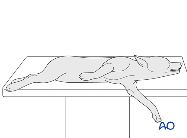 All preparations for management of Dog radial and ulnar shaft fractures