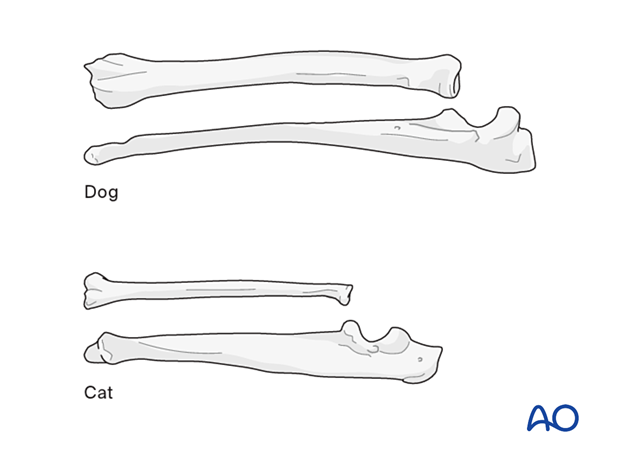 Anatomical differences in the radius and ulna between cats and dogs