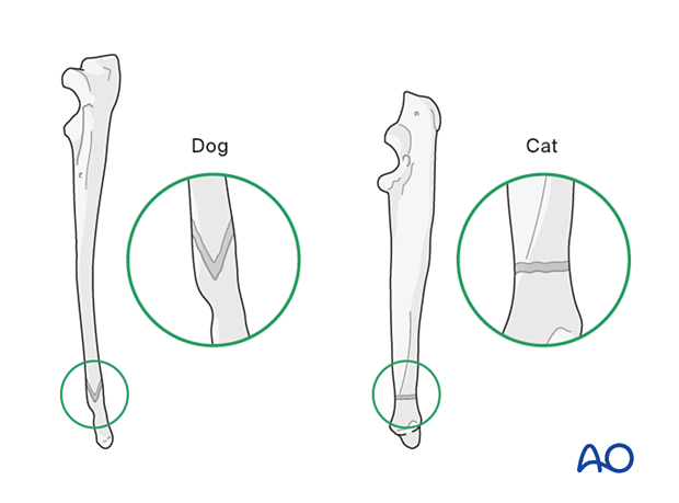 Anatomical differences in the radius and ulna between cats and dogs