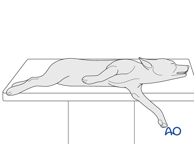 Lateral recumbency