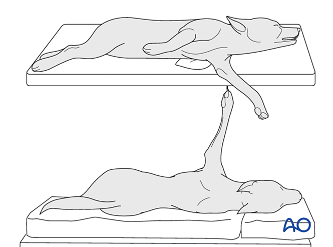 Lateral recumbency