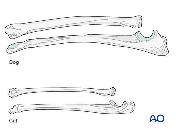 Anatomical differences between dogs and cats