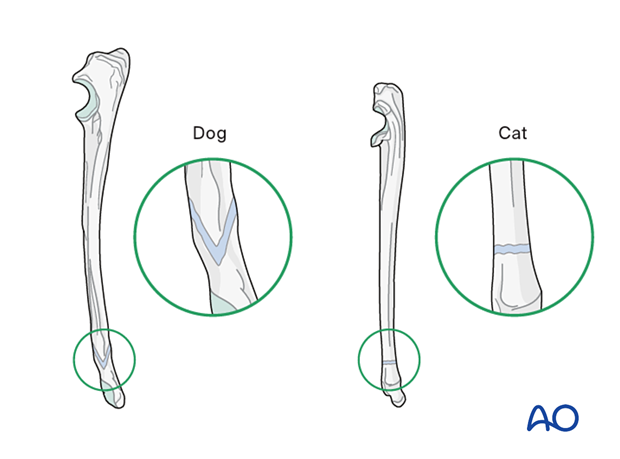 Anatomical differences between dogs and cats
