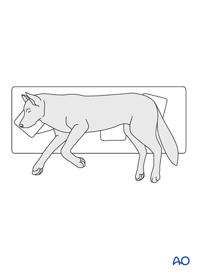 Lateral recumbency position