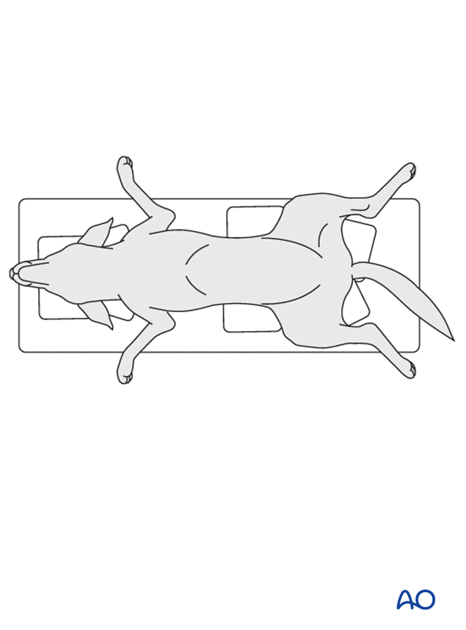 Dorsal recumbency position