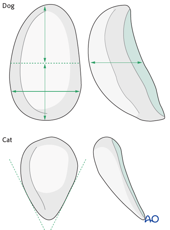 Anatomical differences between dogs and cats