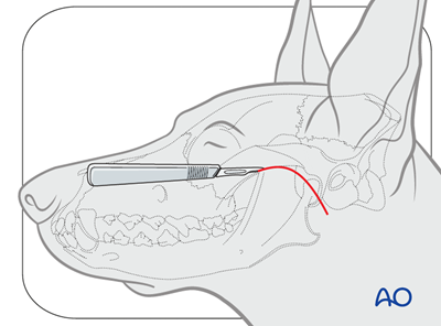 Lateral approach to the dog TMJ