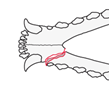 Dog midface and mandible