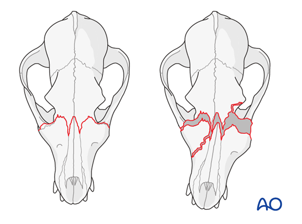 Zygomatic Arch Dog Jessie's Zygomatic Arch Osteosarcoma Story