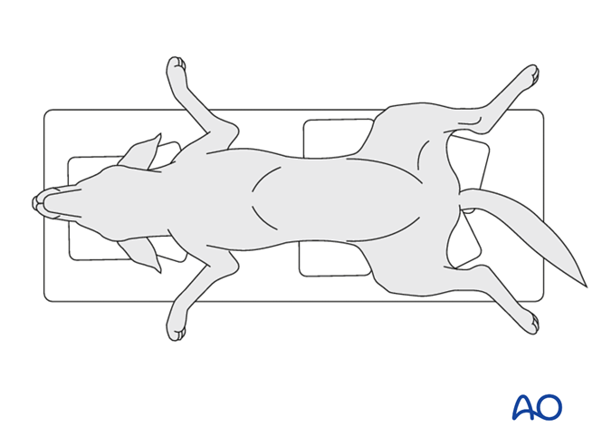 Dorsal recumbency - Mandible