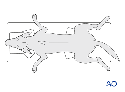 Sternal recumbency - Midface