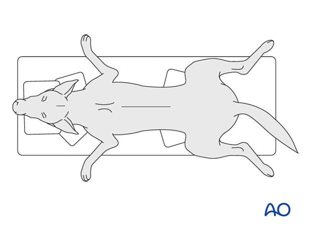 Sternal recumbency - Midface