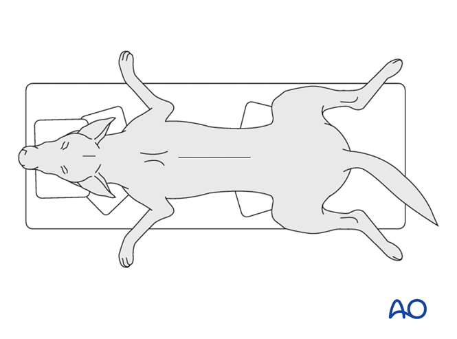 Sternal recumbency - Midface