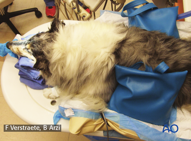 Sternal recumbency - Midface