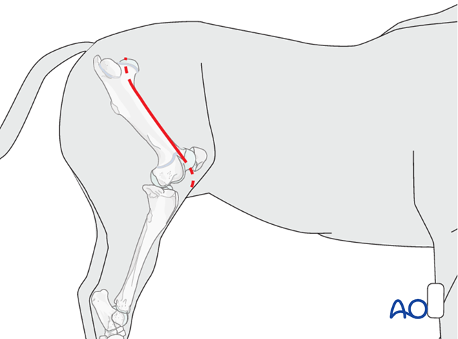 Lateral approach to the equine femur