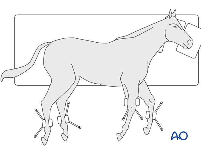 Lateral recumbency