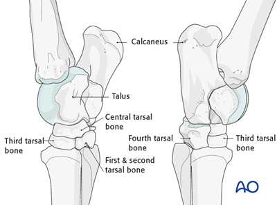 Anatomy of the tarsus