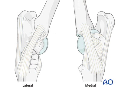 Anatomy of the tarsus