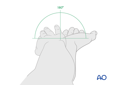 Anatomy of the elbow