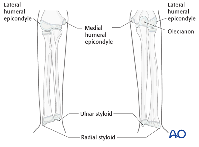 Forearm surface anatomy