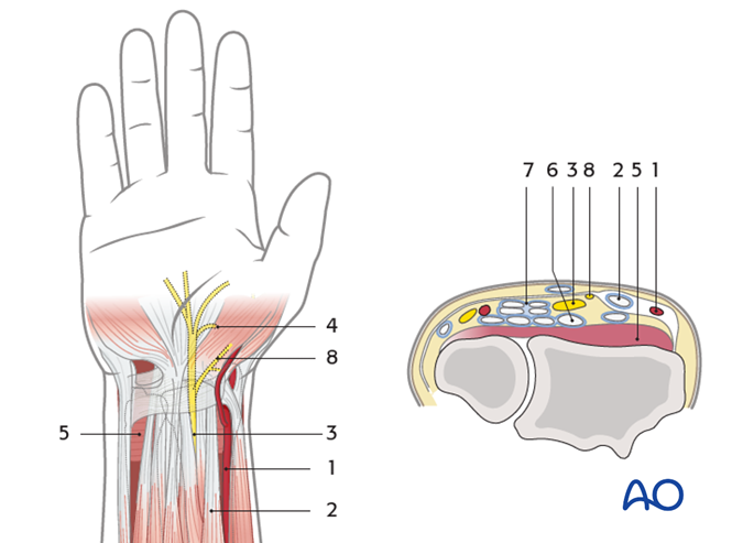 Volar (anterior) approach to the pediatric distal radius