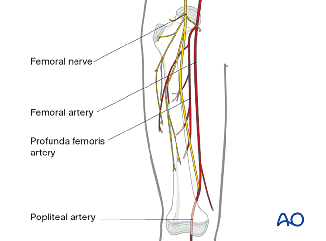 Neurovascular anatomy