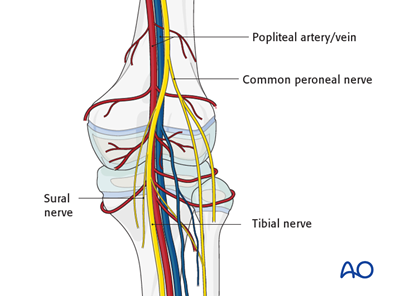 Anatomy of the distal femur