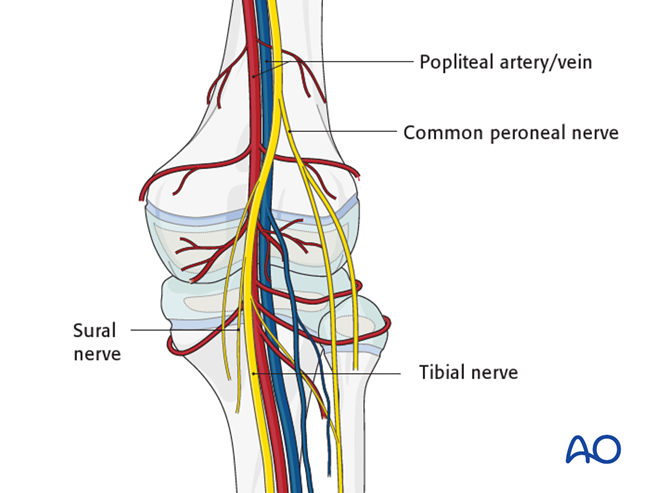Anatomy of the distal femur