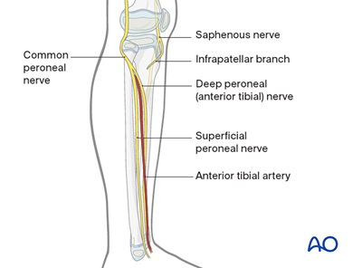 Safe zones for pin placement in the pediatric tibia