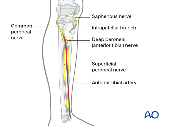 Safe zones for pin placement in the pediatric tibia