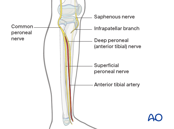 Safe zones for pin placement in the pediatric leg