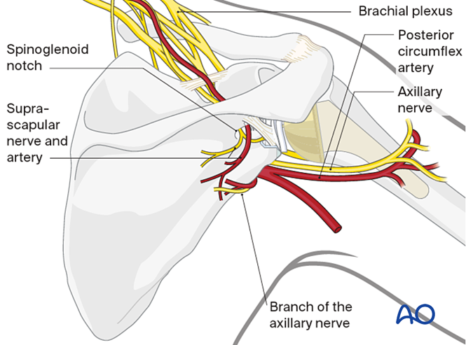 Posterior approach to the scapular body