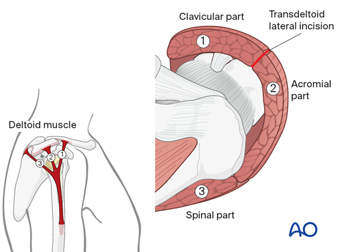 Deltoid split approach