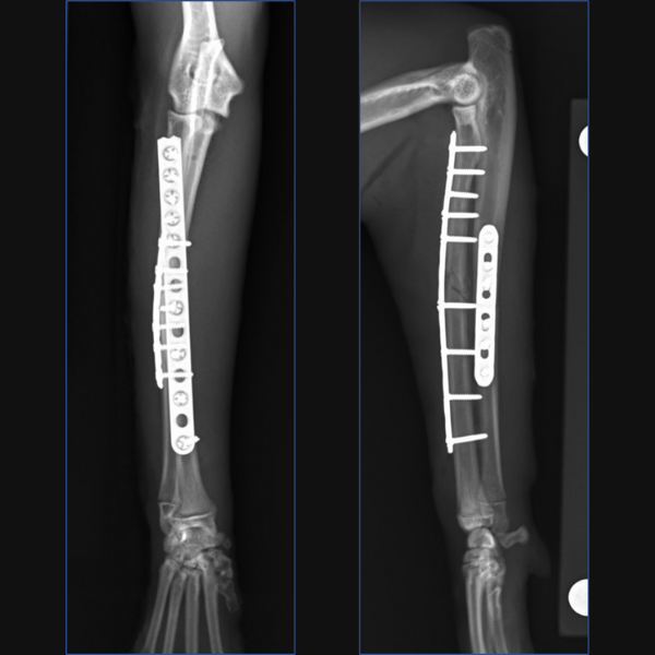 Decision-Making in Feline Orthopedics: One Size Does Not Fit All!